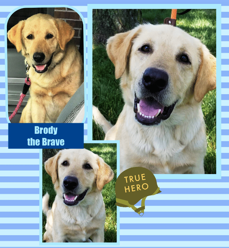 brody the brave collage - Cincinnati Lab Rescue