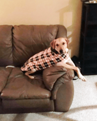 mini cooper - Cincinnati Lab Rescue