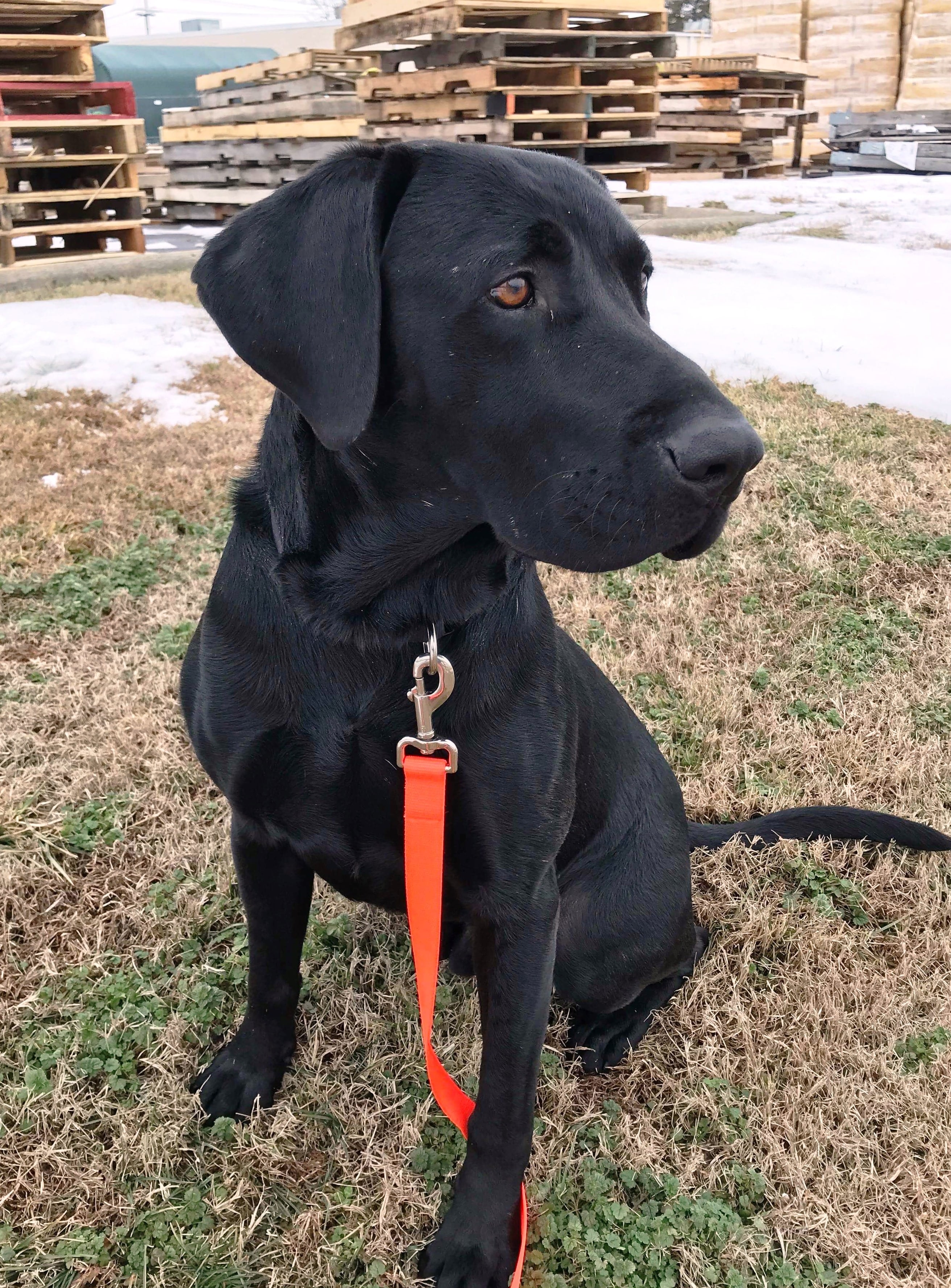dock 3 - Cincinnati Lab Rescue