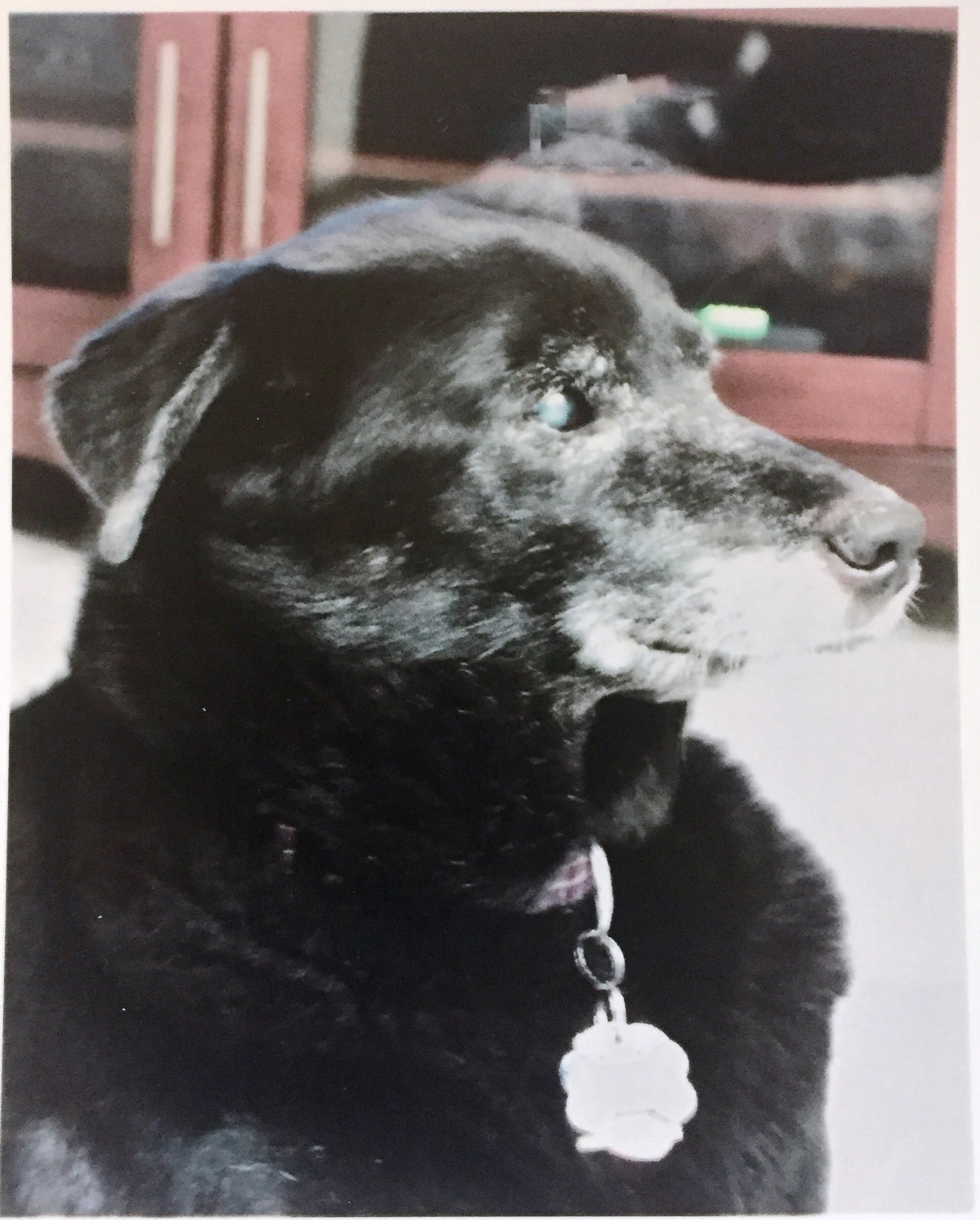 bean memorial - Cincinnati Lab Rescue