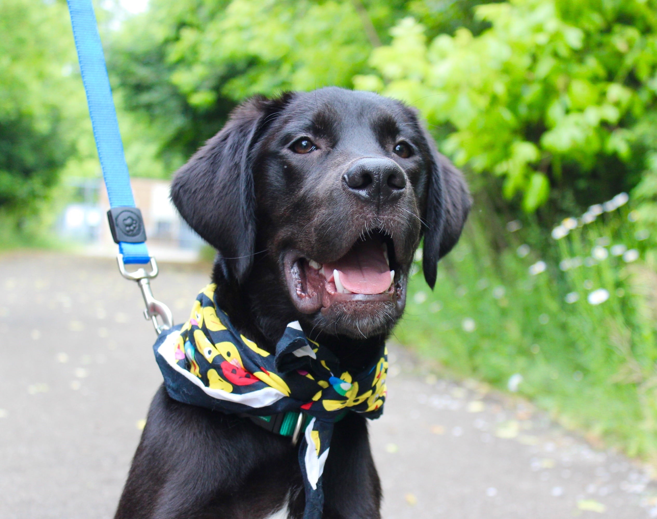 ryelee glamour 1 - Cincinnati Lab Rescue