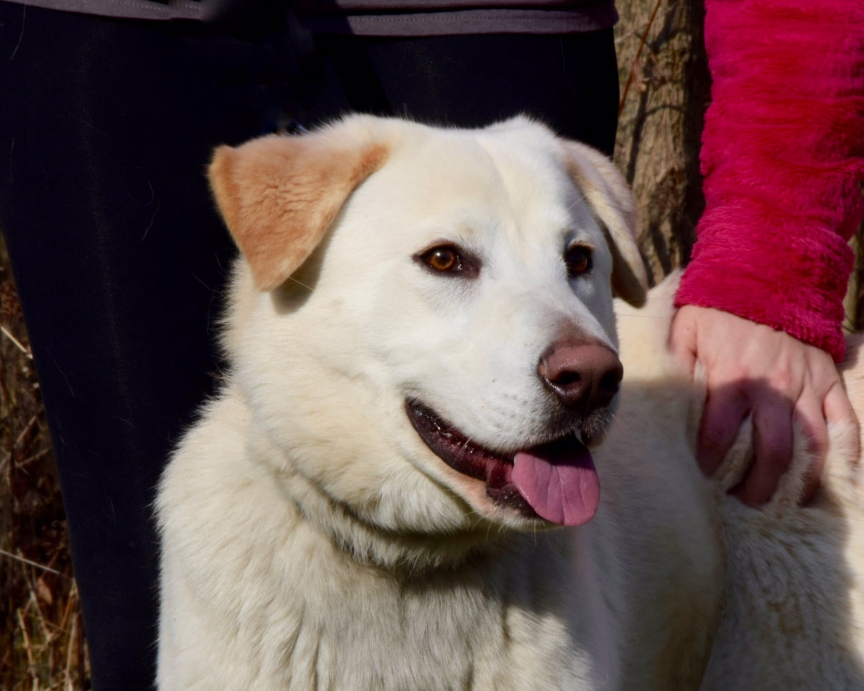 lobo best 1 - Cincinnati Lab Rescue