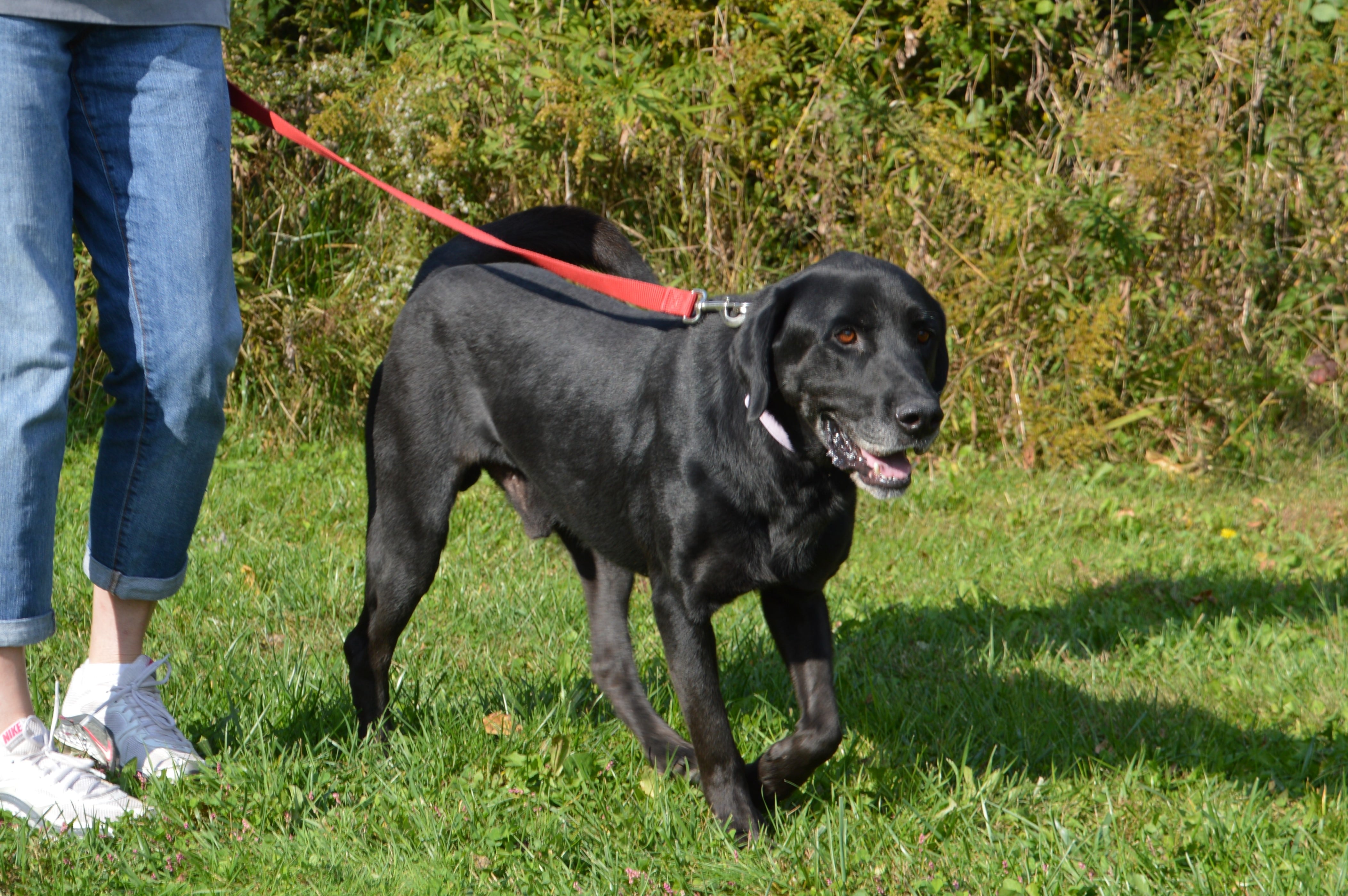 boomer-new - Cincinnati Lab Rescue