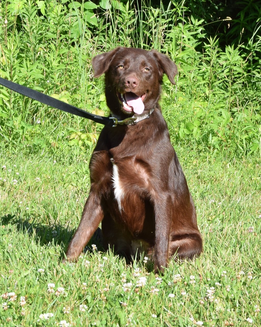 raygen new - Cincinnati Lab Rescue