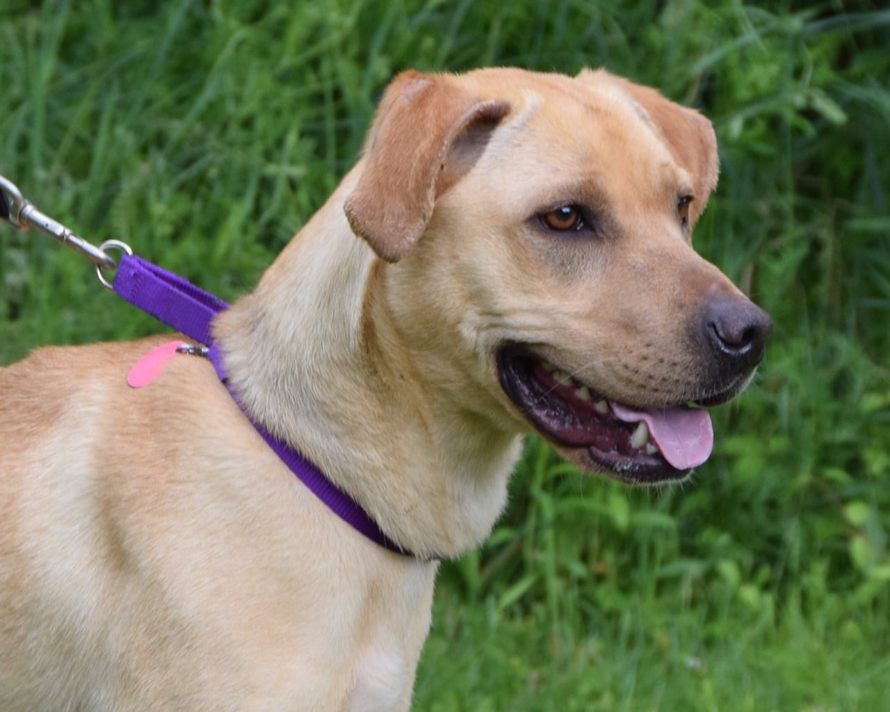 jelly bean - Cincinnati Lab Rescue
