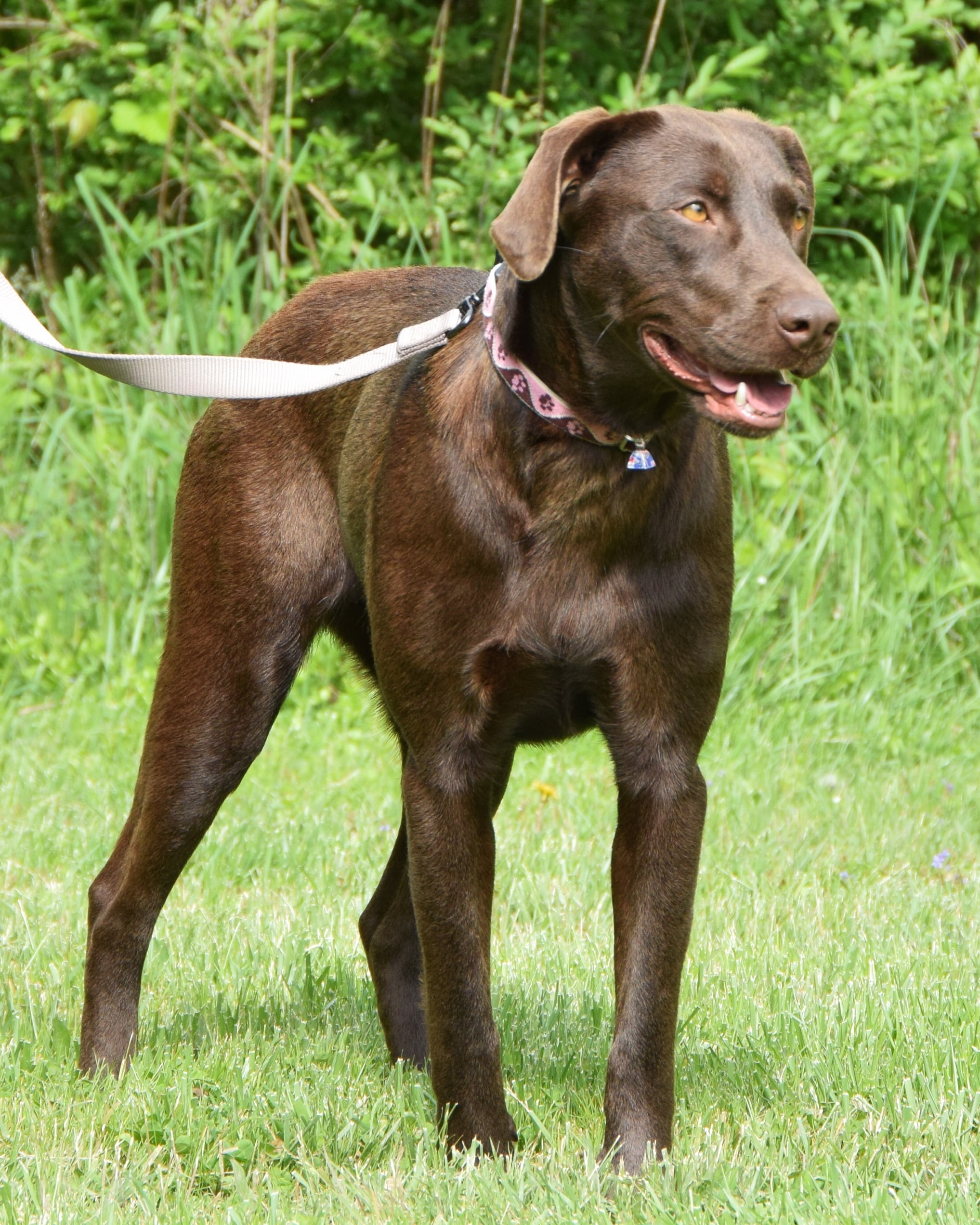 TOOTS NEW 2 - Cincinnati Lab Rescue