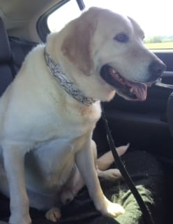 foster new yellow - Cincinnati Lab Rescue