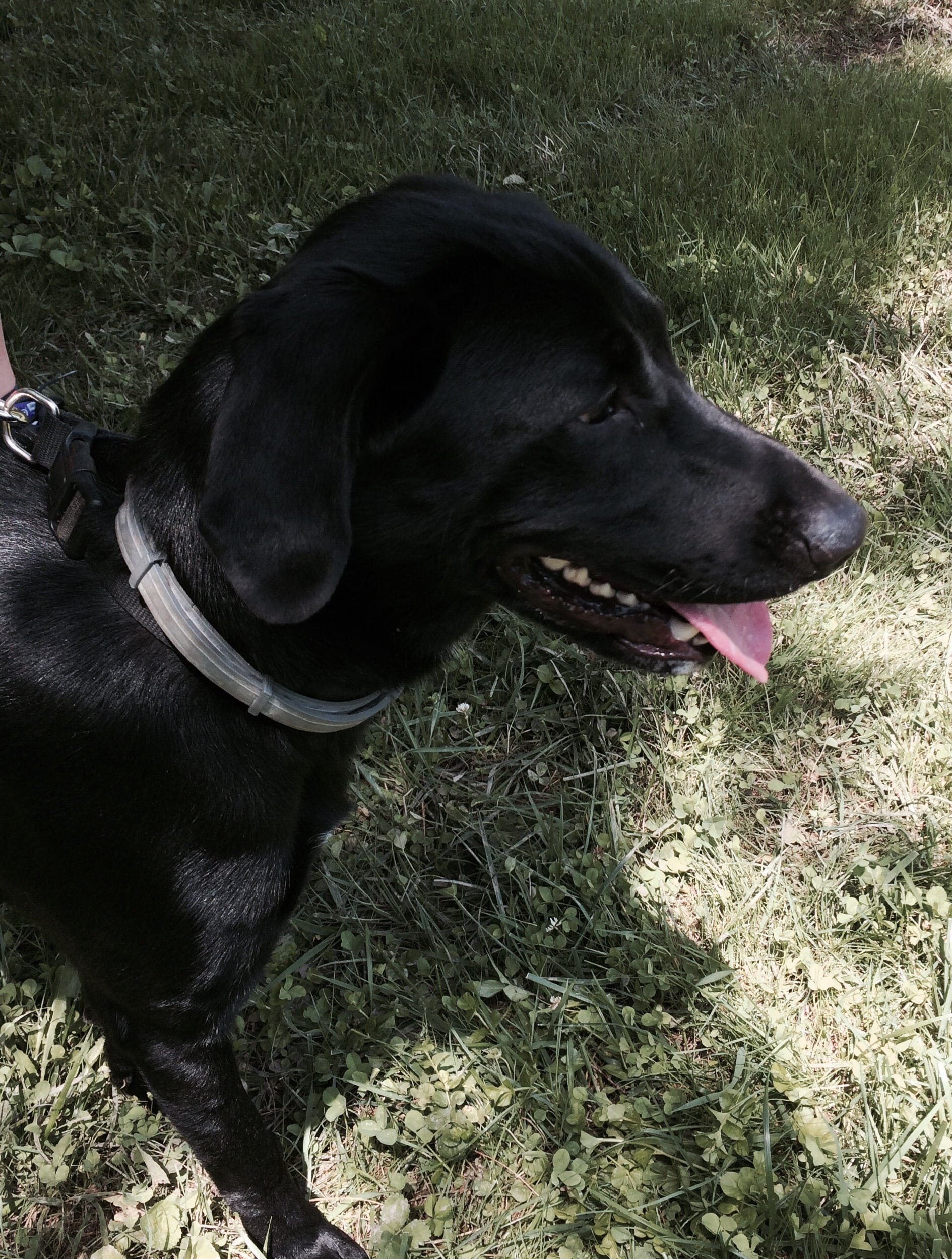 suke 2 - Cincinnati Lab Rescue