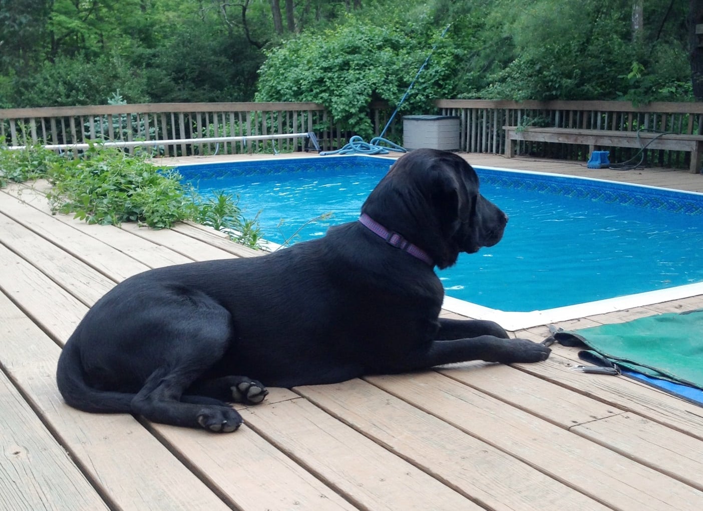 raven at pool - Cincinnati Lab Rescue