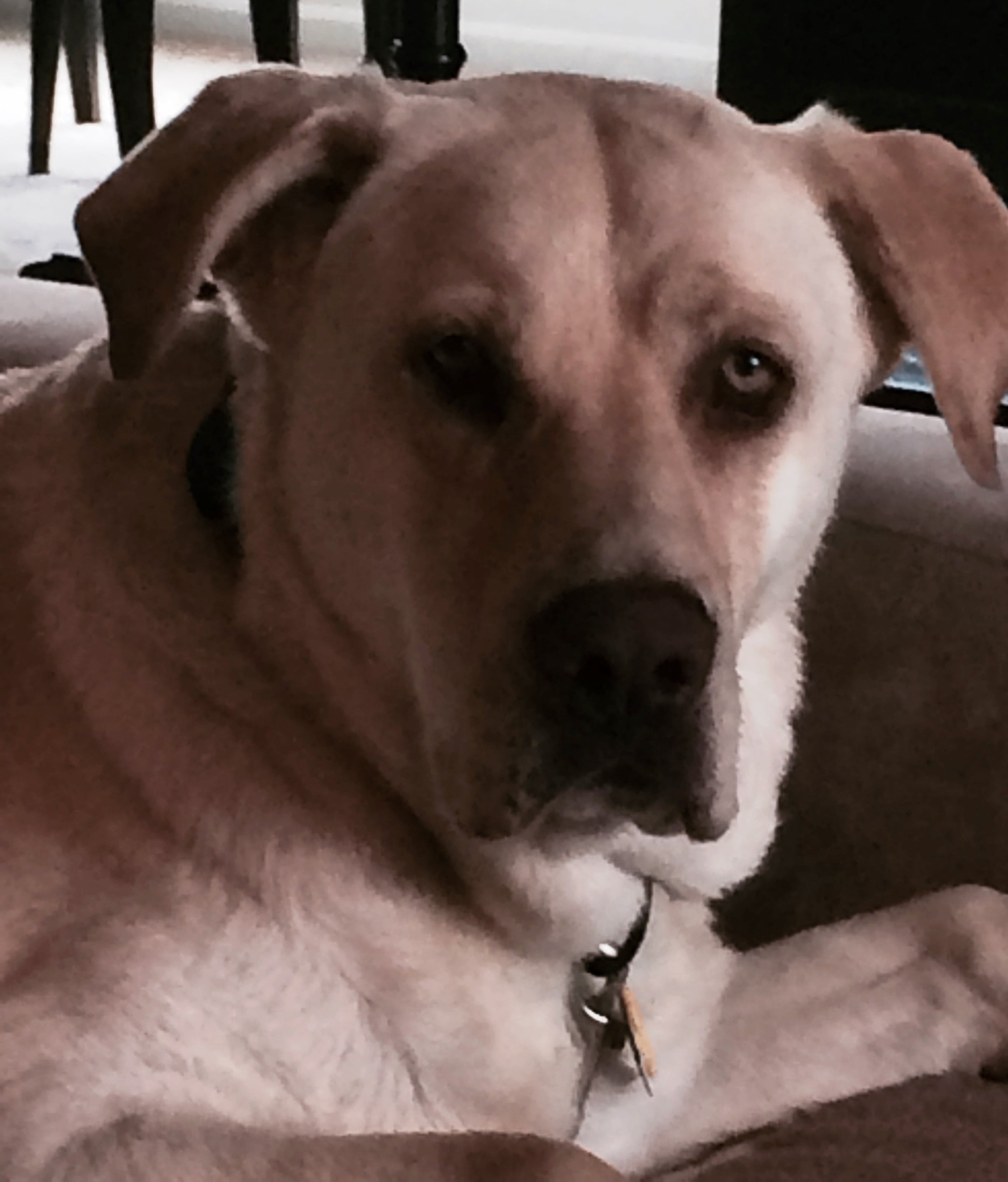 luke at home - Cincinnati Lab Rescue
