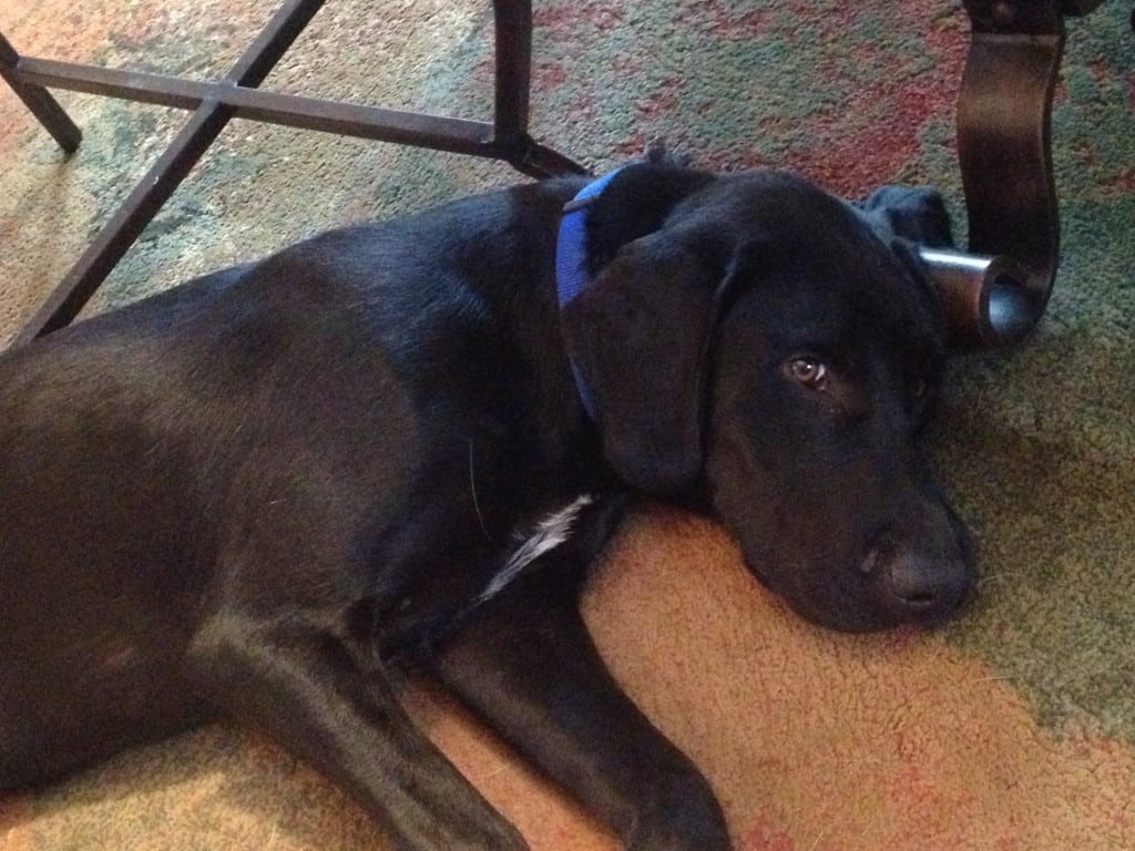 gibbs new - Cincinnati Lab Rescue