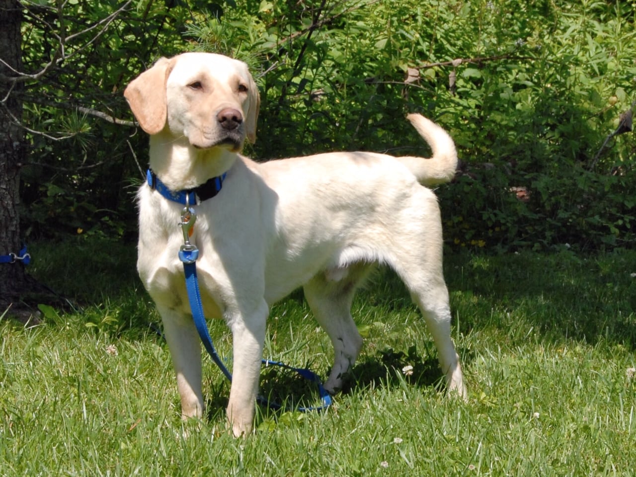 shiloh best - Cincinnati Lab Rescue