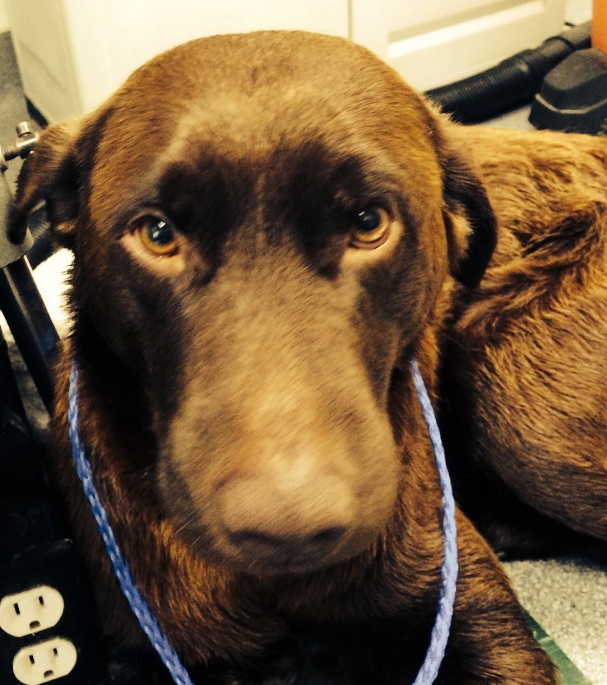 nate newer 1 - Cincinnati Lab Rescue