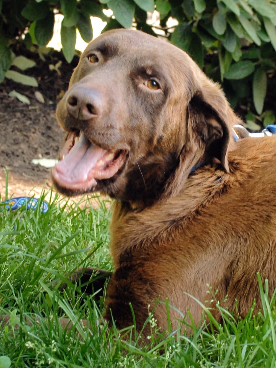 nate 2 - Cincinnati Lab Rescue