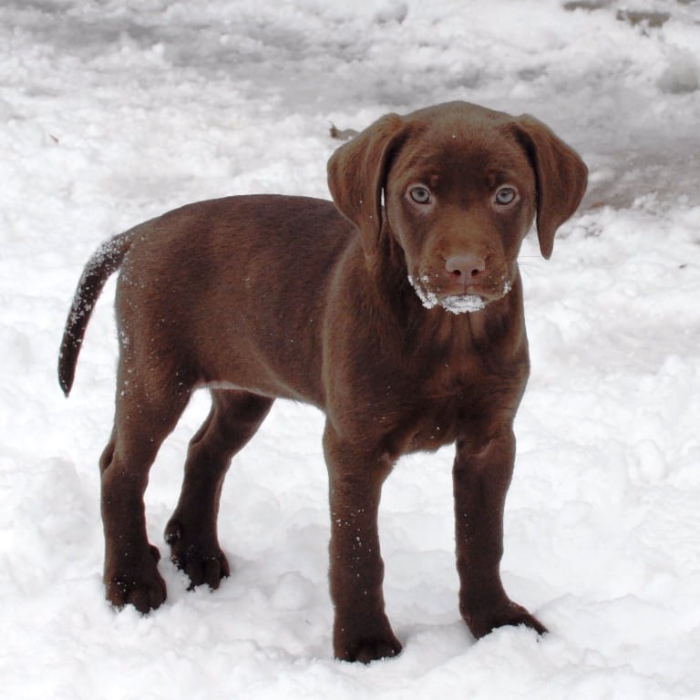 lacey2 - Cincinnati Lab Rescue