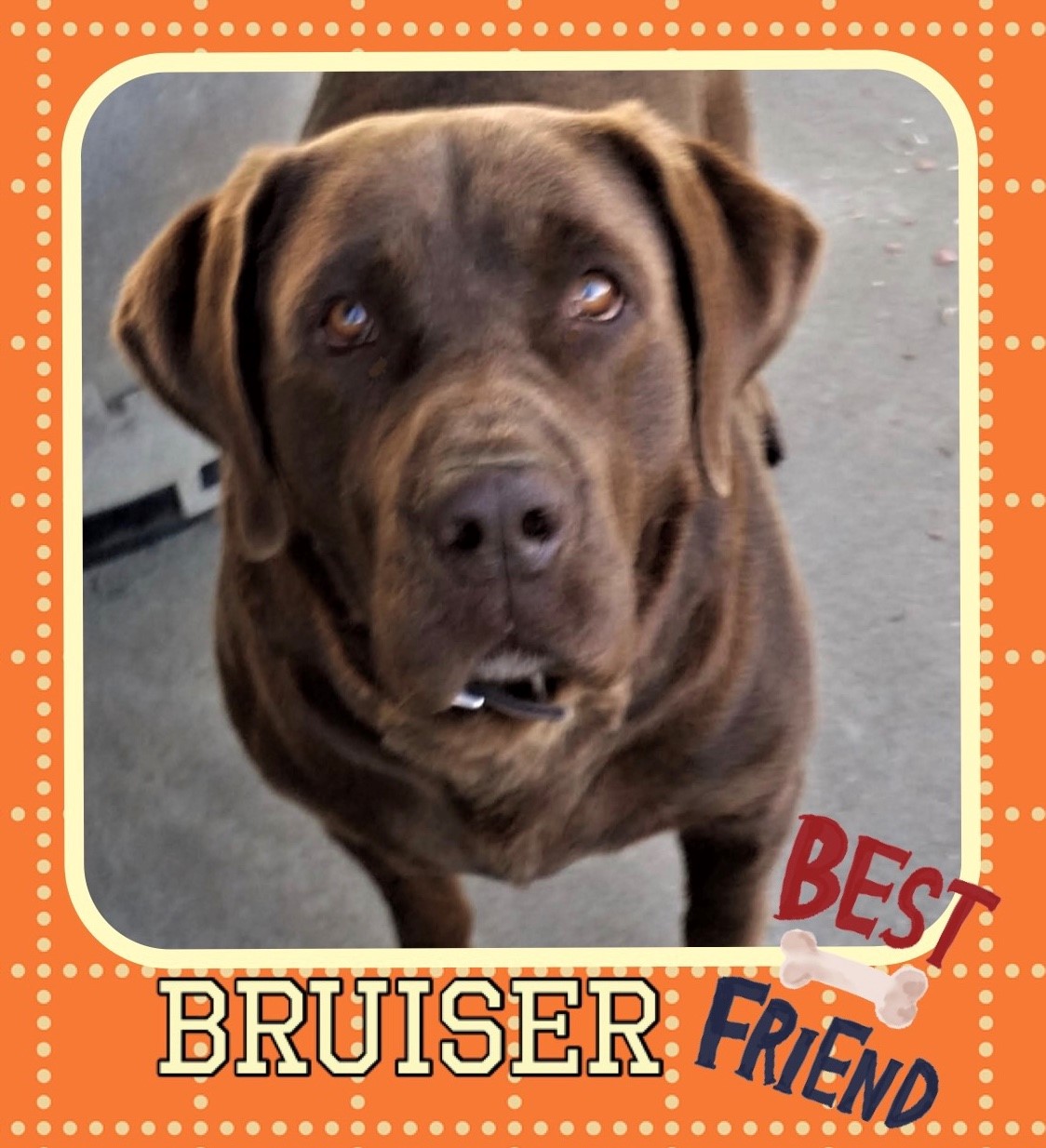 bruiser-profile - Cincinnati Lab Rescue