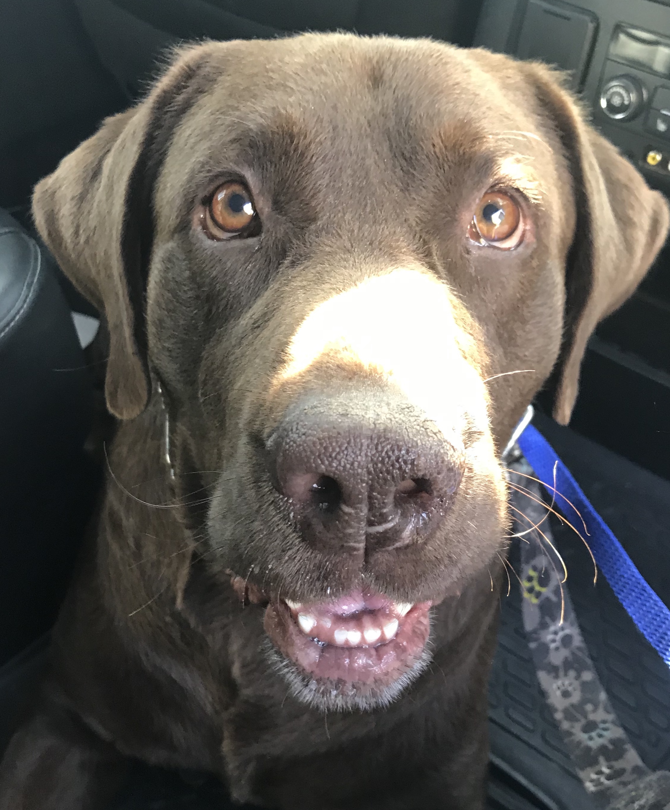 bruiser-9-16-19-on-his-way-to-Duke-Convention-Center - Cincinnati Lab ...