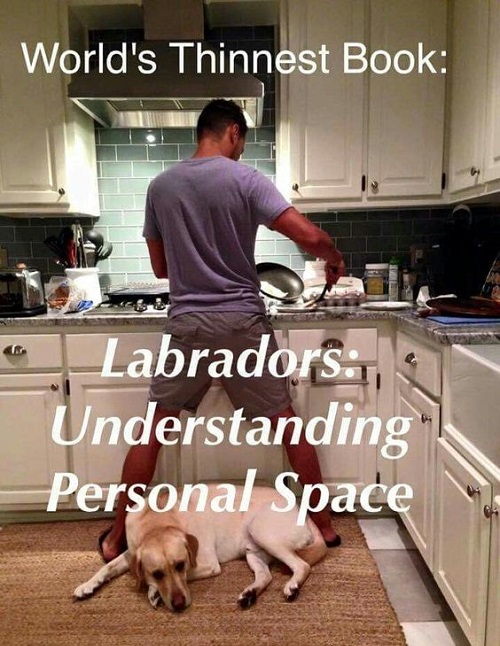 Do Dogs Understand Personal Space do-dogs-understand-personal-space