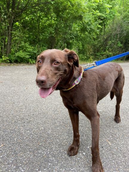Lisa - Cincinnati Lab Rescue