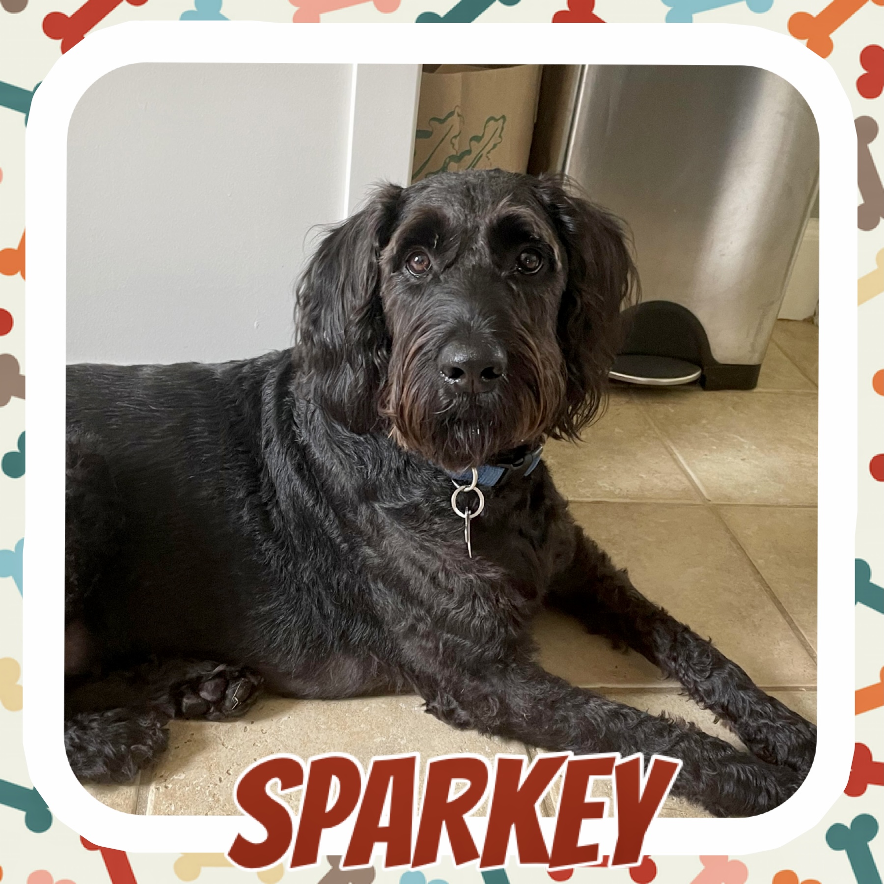 Sparkey-Feature - Cincinnati Lab Rescue