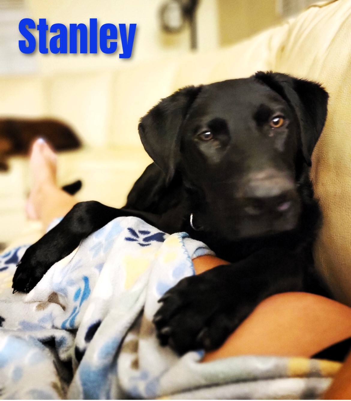 Stanley Feature 1 - Cincinnati Lab Rescue