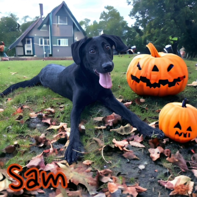 Smiling Sam Feature - Cincinnati Lab Rescue