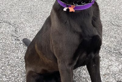 Foster a Lab - Cincinnati Lab Rescue