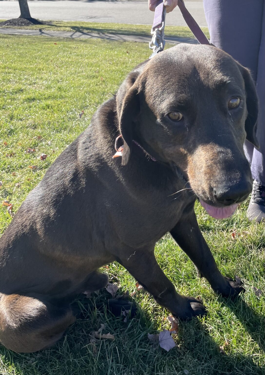 Dwayne - Cincinnati Lab Rescue