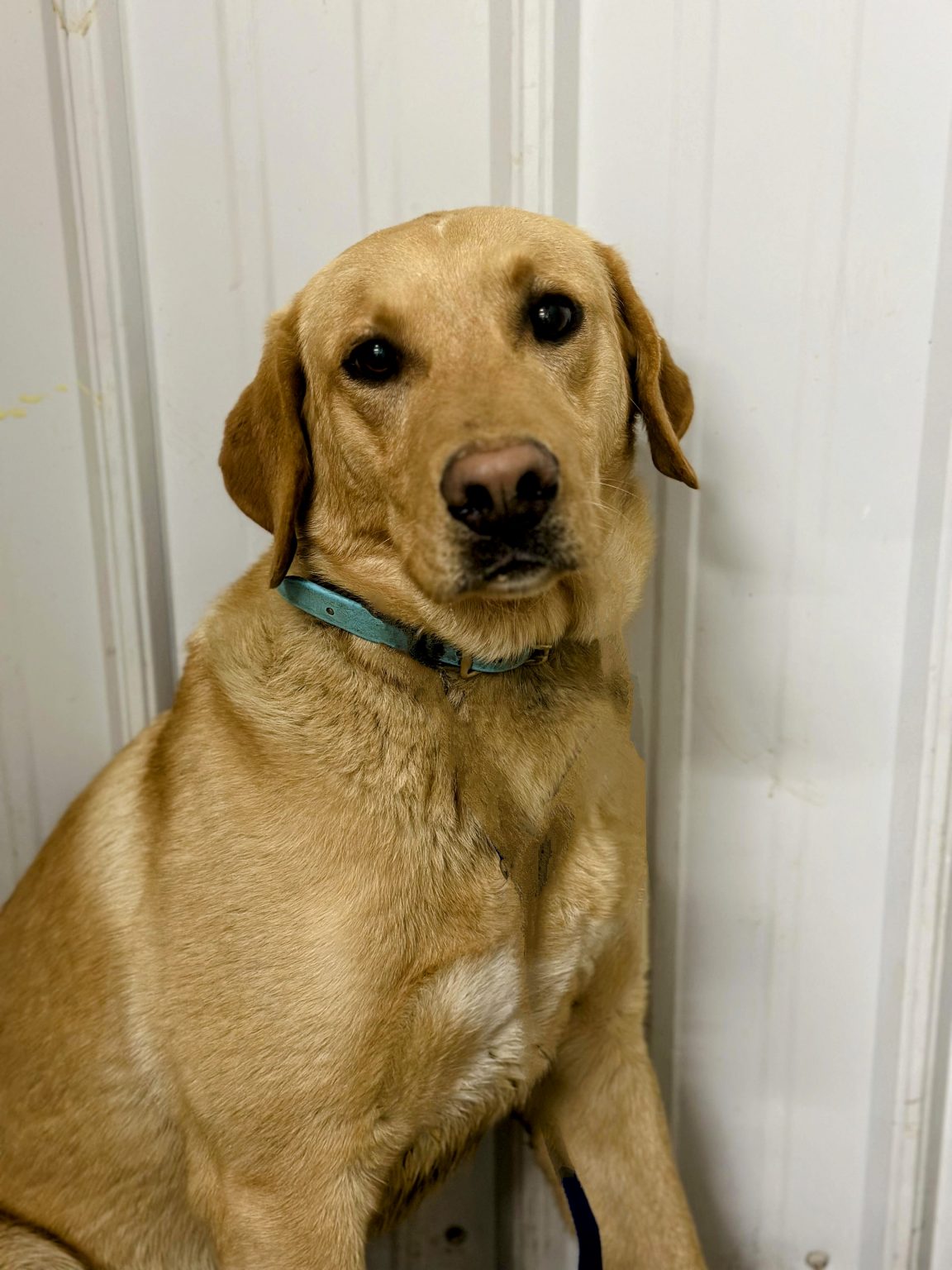 Available Labs - Cincinnati Lab Rescue