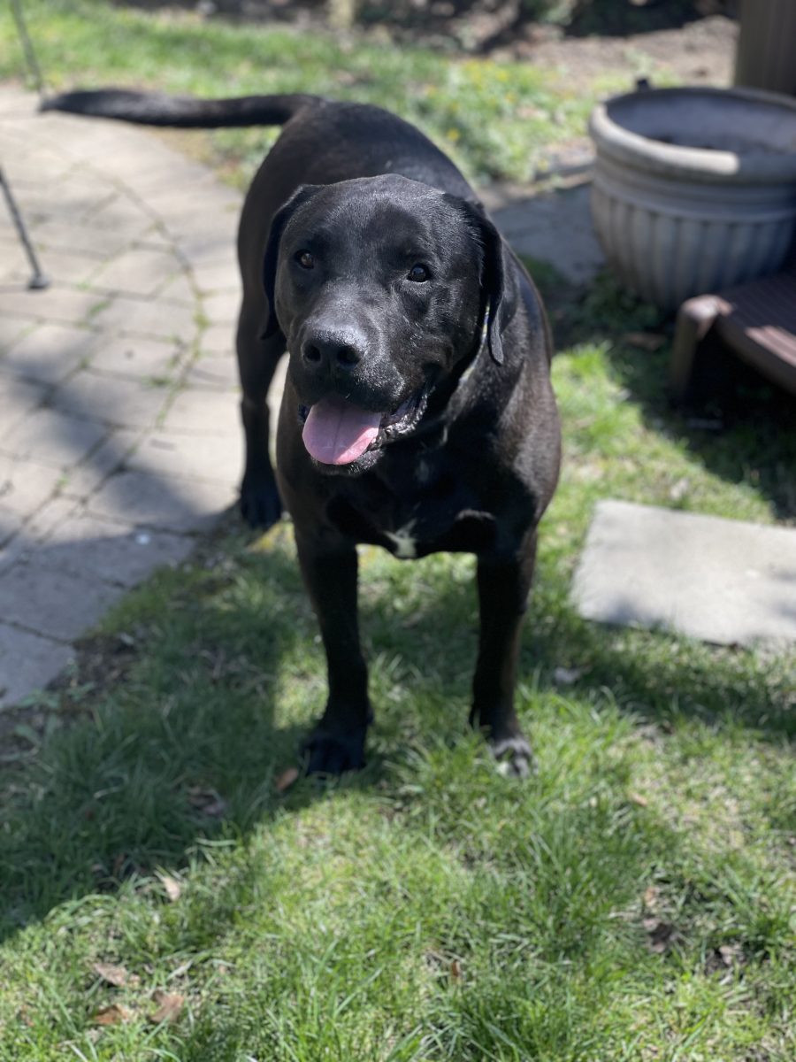 Available Labs - Cincinnati Lab Rescue